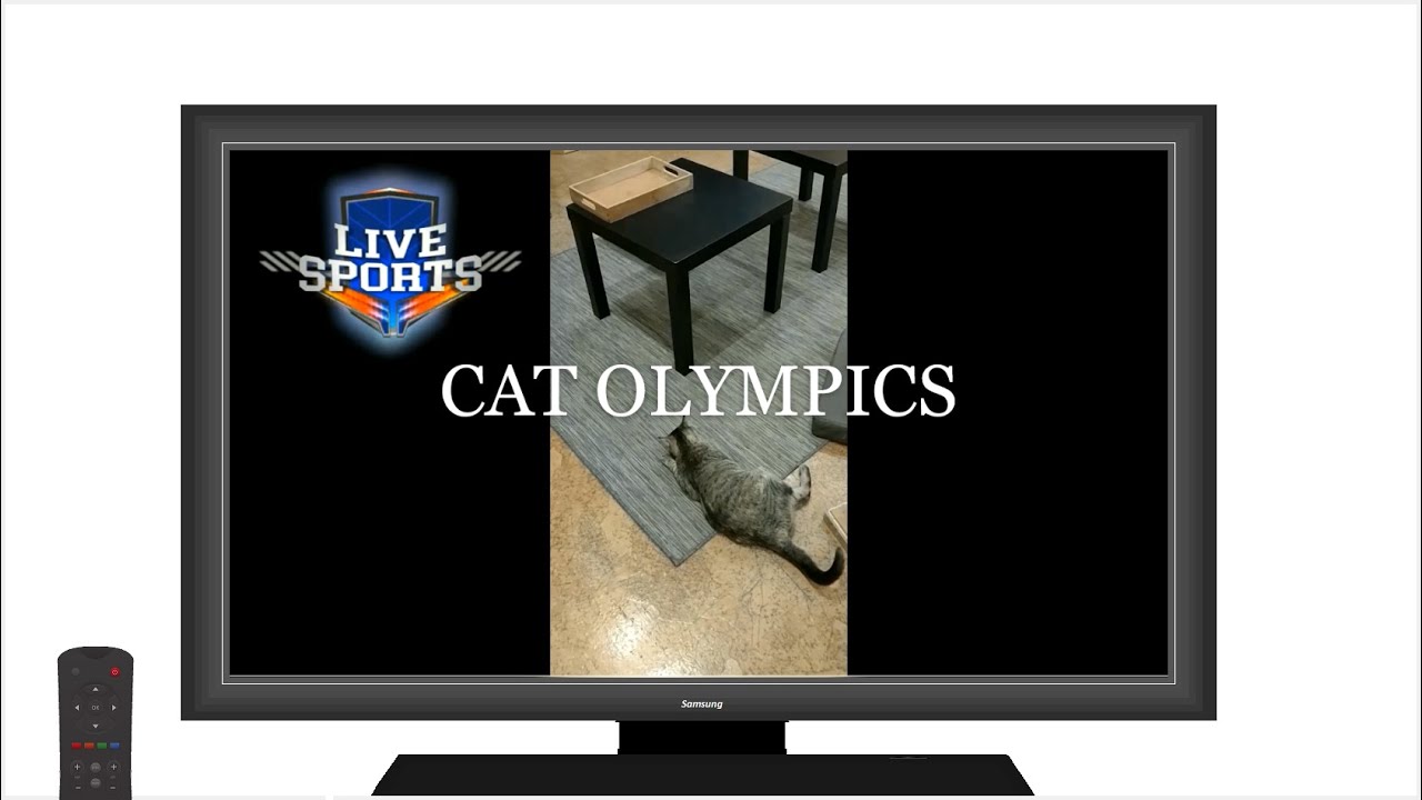 CAT OLYMPICS - LIVE - YouTube