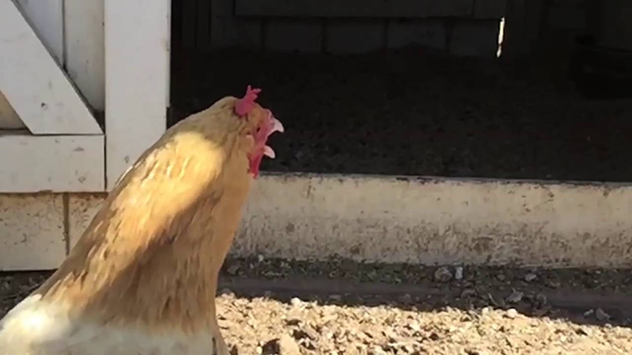 iPhone 6 Slow Motion Scary Chicken Scream - YouTube