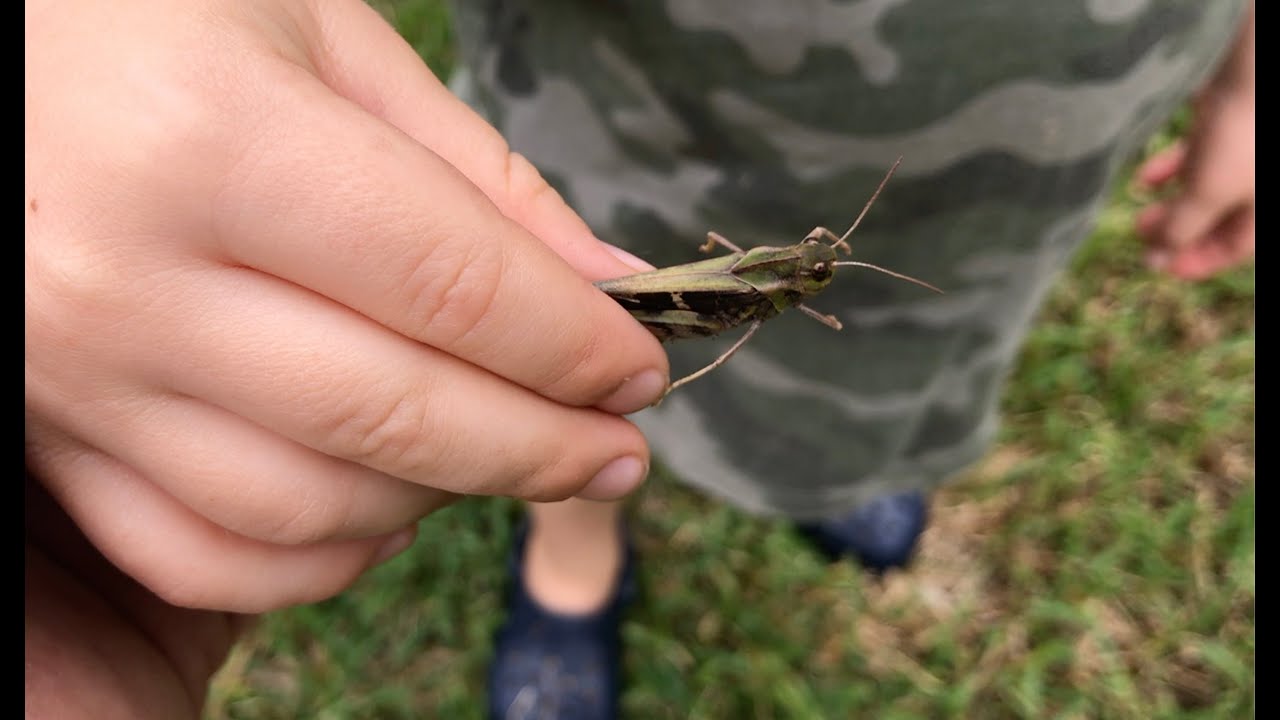 Cooking and eating grasshoppers! - YouTube