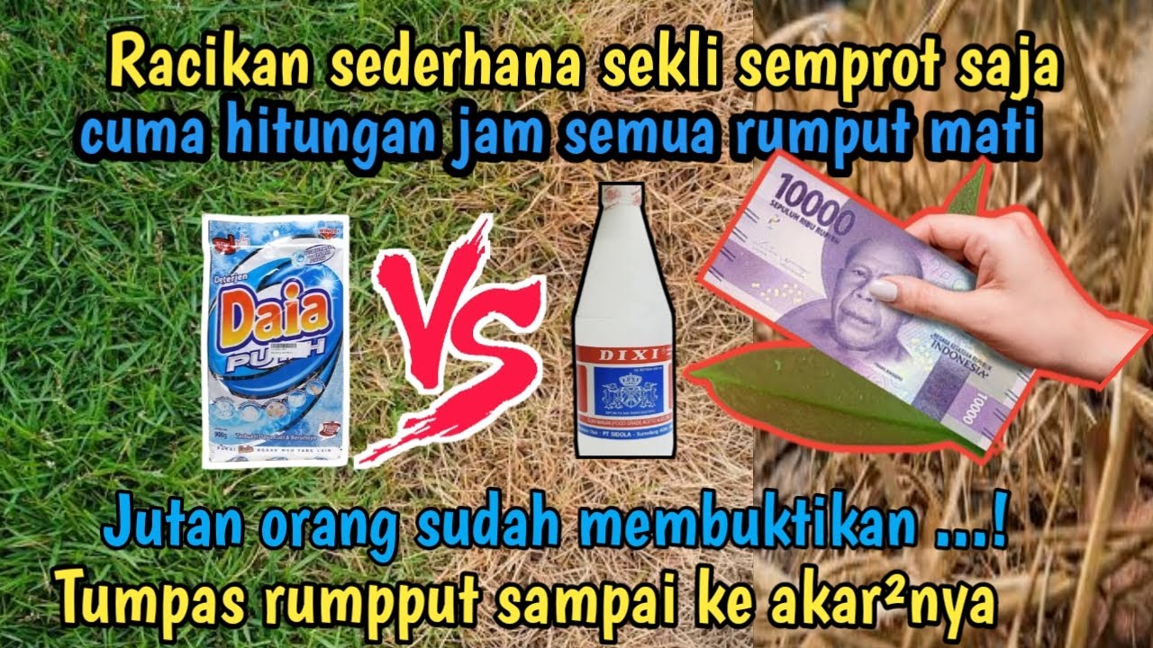 Racun rumput paling jahat !! Membuat semua jenis rumput hancur lebur ...