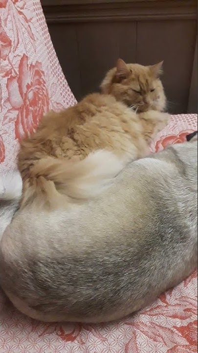 Кот Персик и Мопся Джейми Волшебные антидепрессанты Жизнь не спеша Татьянин дом в деревне