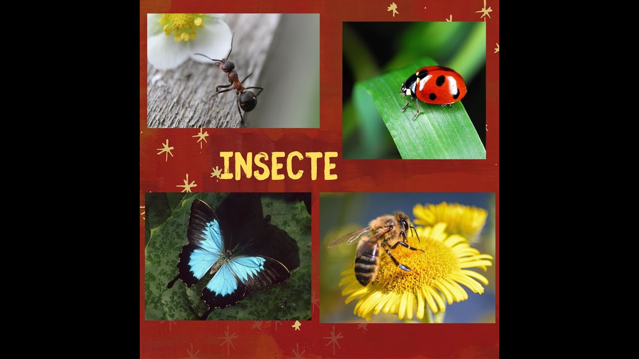 Insecte pentru copii. Învăţăm Albina Buburuza Furnica Fluture ...