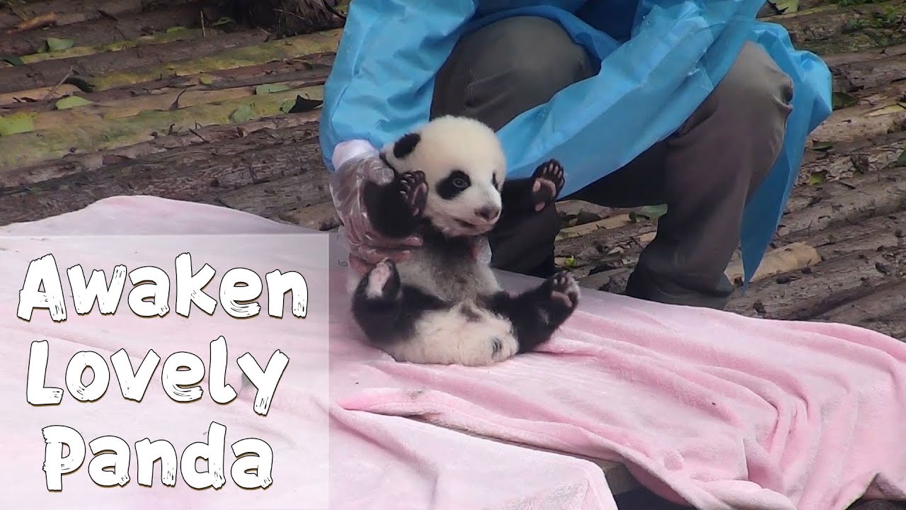 How Nanny Wakes Up A Baby Panda | iPanda - YouTube