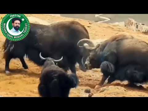 dangerous danger yak fight