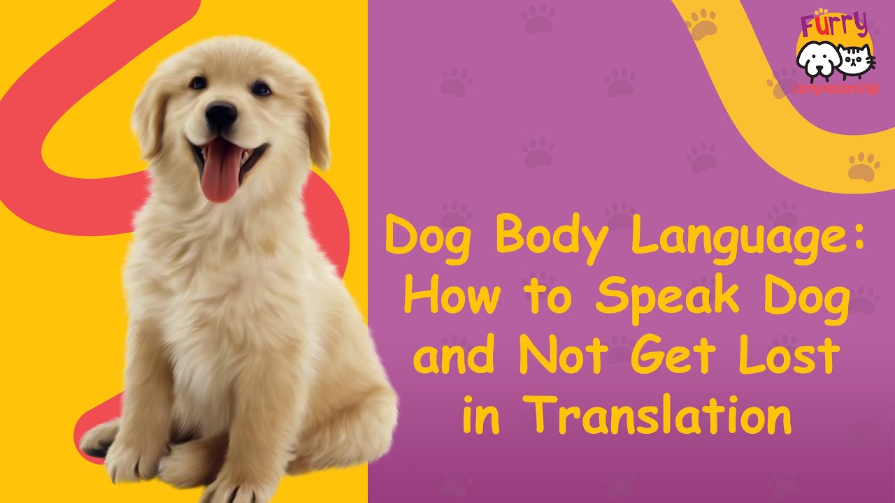 Dog Body Language How to Speak Dog and Not Get Lost in Translation ...
