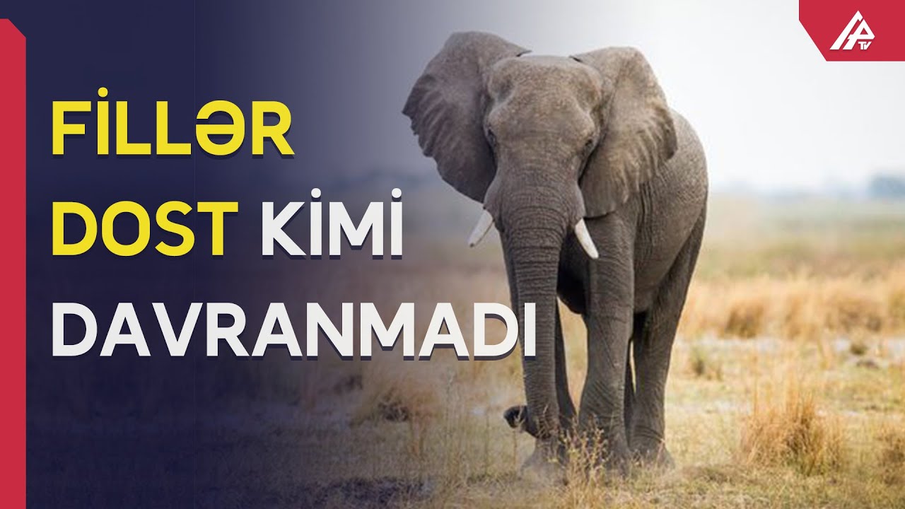 Fillər 9 nəfəri öldürdü - Hindistanda dəhşət - APA TV - YouTube