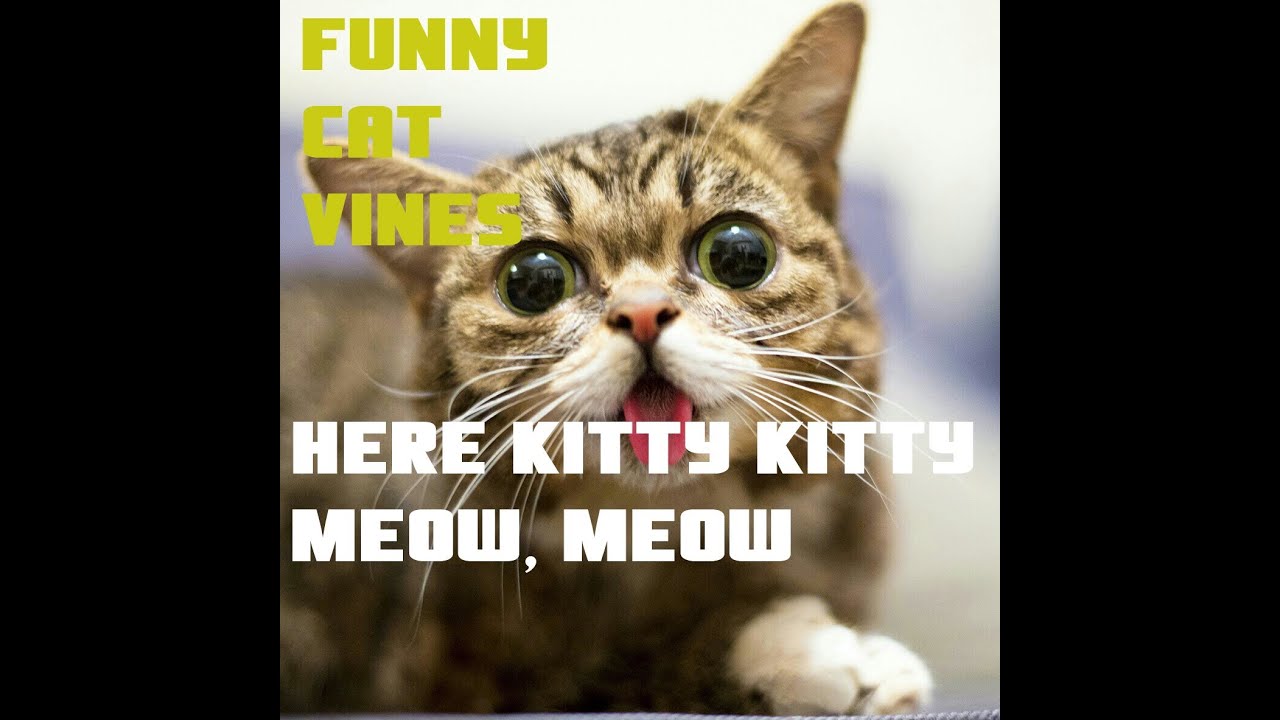Best Funny Cat Vine Videos June 2014 - YouTube