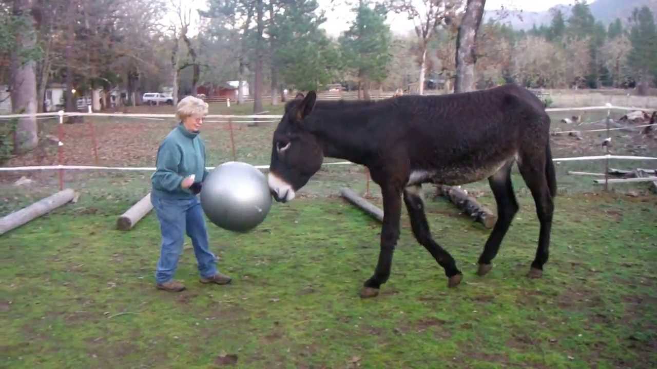 Holly the Mammoth donkey playing with the ball - YouTube