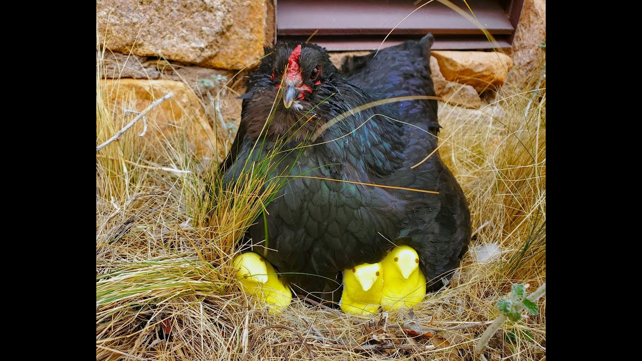 baby chickens running - YouTube