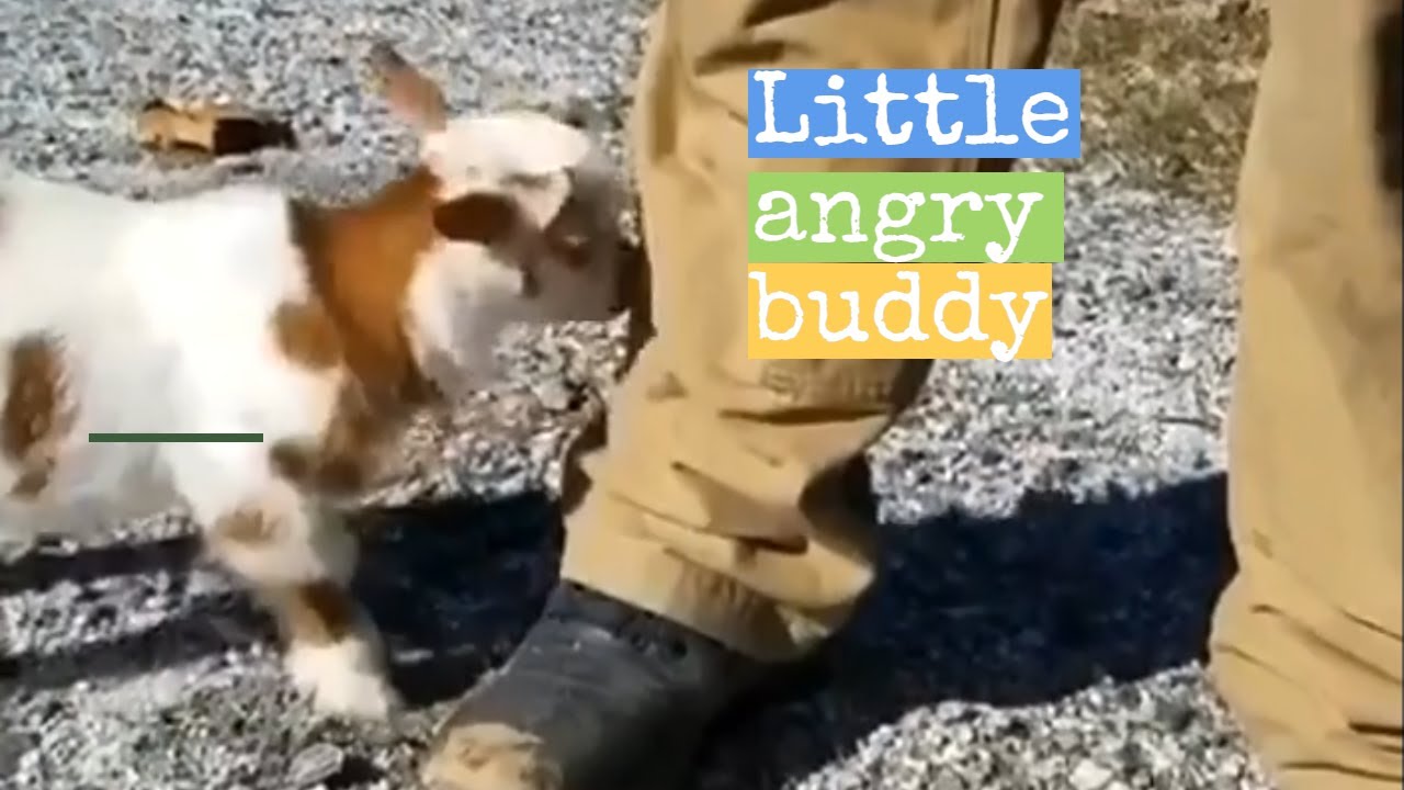 The Little Angry Buddy - YouTube