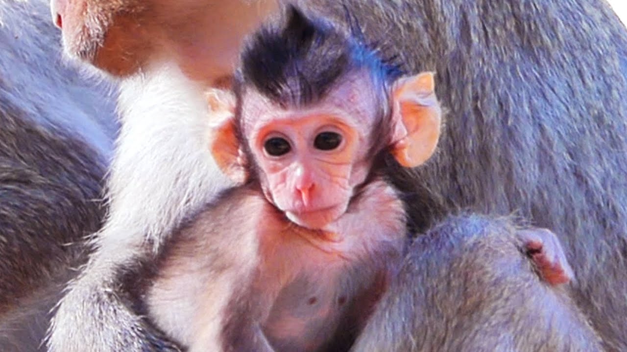 Gorgeous monkey baby Jillian very action & taking care by mom Julianna ...