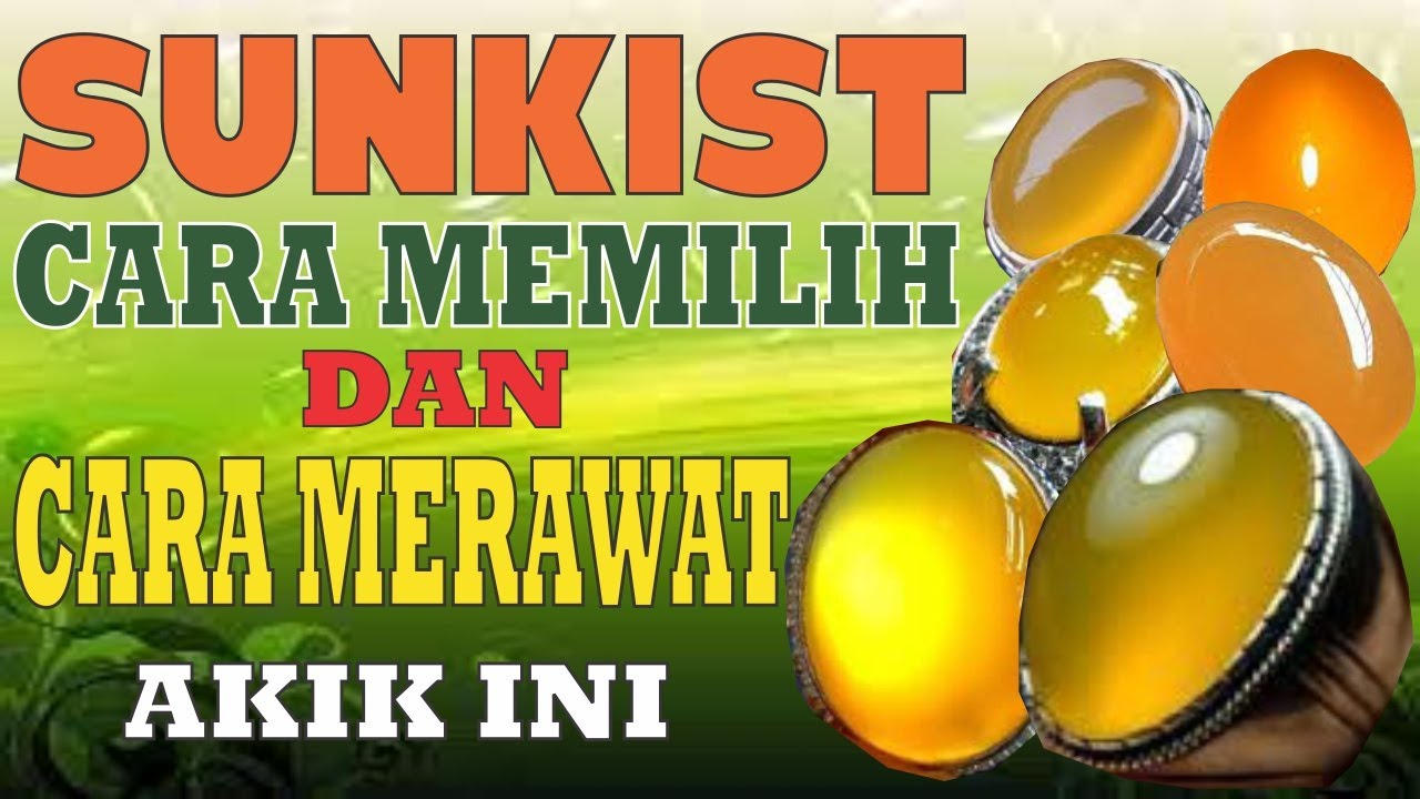 AKIK SUNKIST, CARA MERAWAT DAN MEMILIH - YouTube