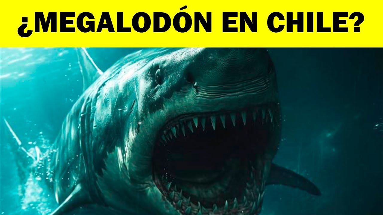 TIBURONES PREHISTÓRICOS EXTINTOS CHILENOS 1 - YouTube