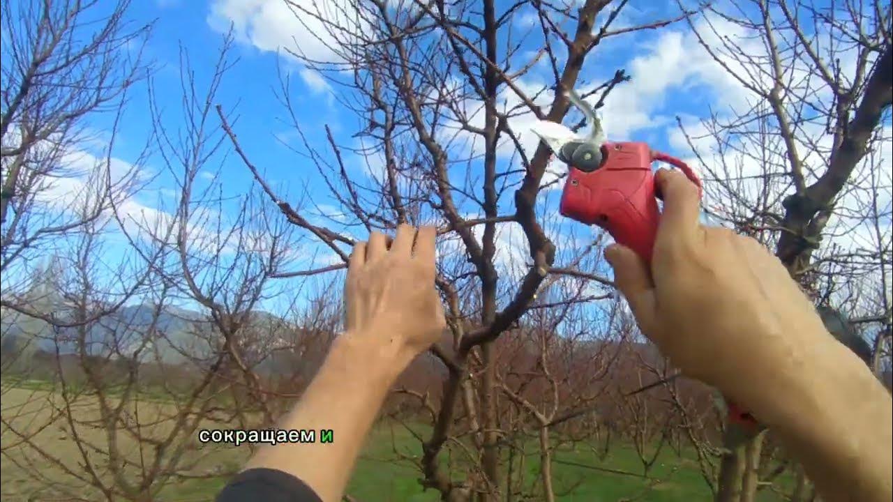 мастер класс ОБРЕЗКА персика на однолетние плодовые ветки - YouTube