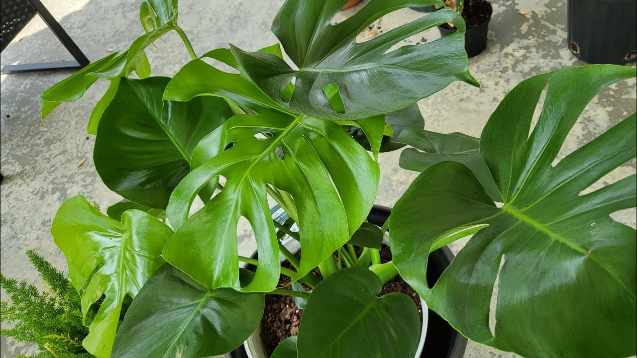 Phelodendron Indoor Plant #shorts - YouTube