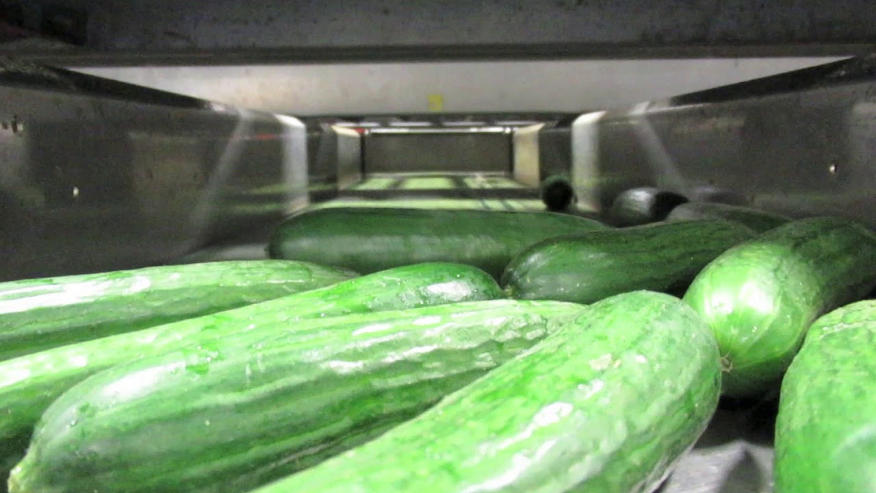Christiaens Grading line mini cucumbers - YouTube