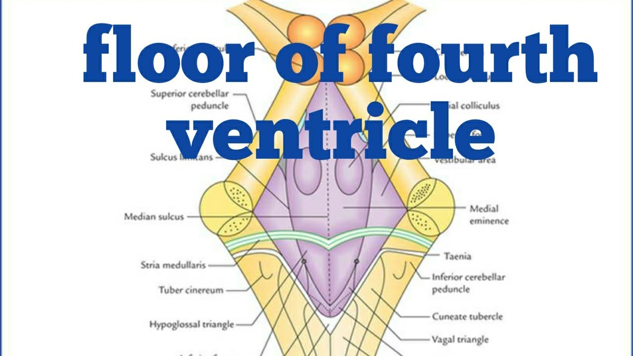 Rhomboid fossa: floor of 4th ventricle neuroanatomy - YouTube
