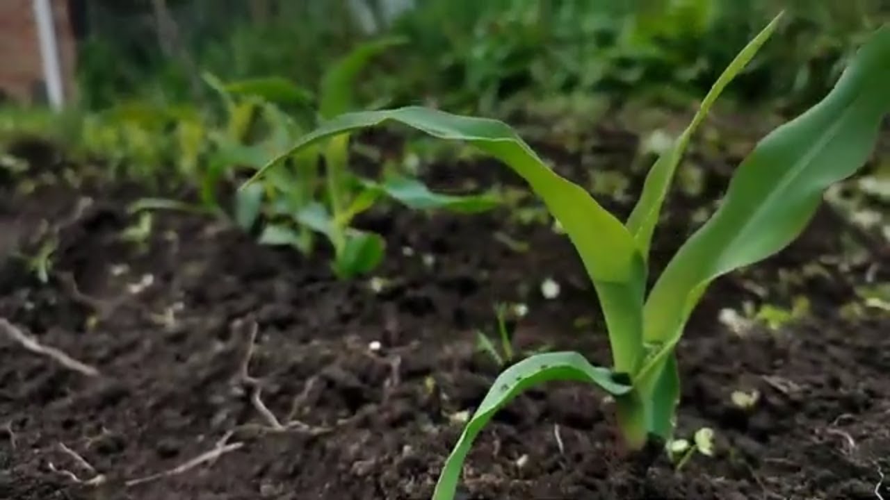 Cómo quitar malezas de MAIZ 🌽 primera deshierba | cultivar maíz en ...