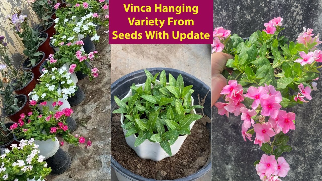 Hanging Vinca Variety बीज से कैसे लगायें with Full Update With ...