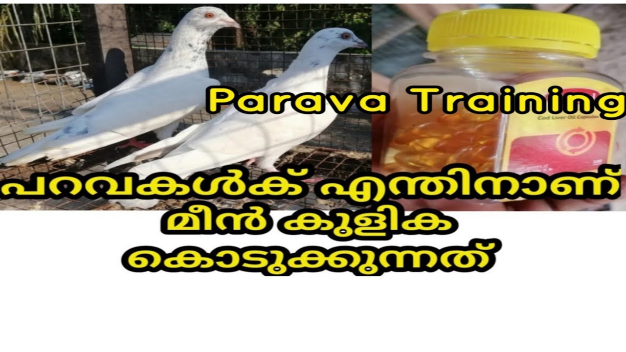 parava/Parava Training/പറപ്പിക്കുന്ന പ്രാവിന് എന്തിനാണ് മീൻ ഗുളിക ...