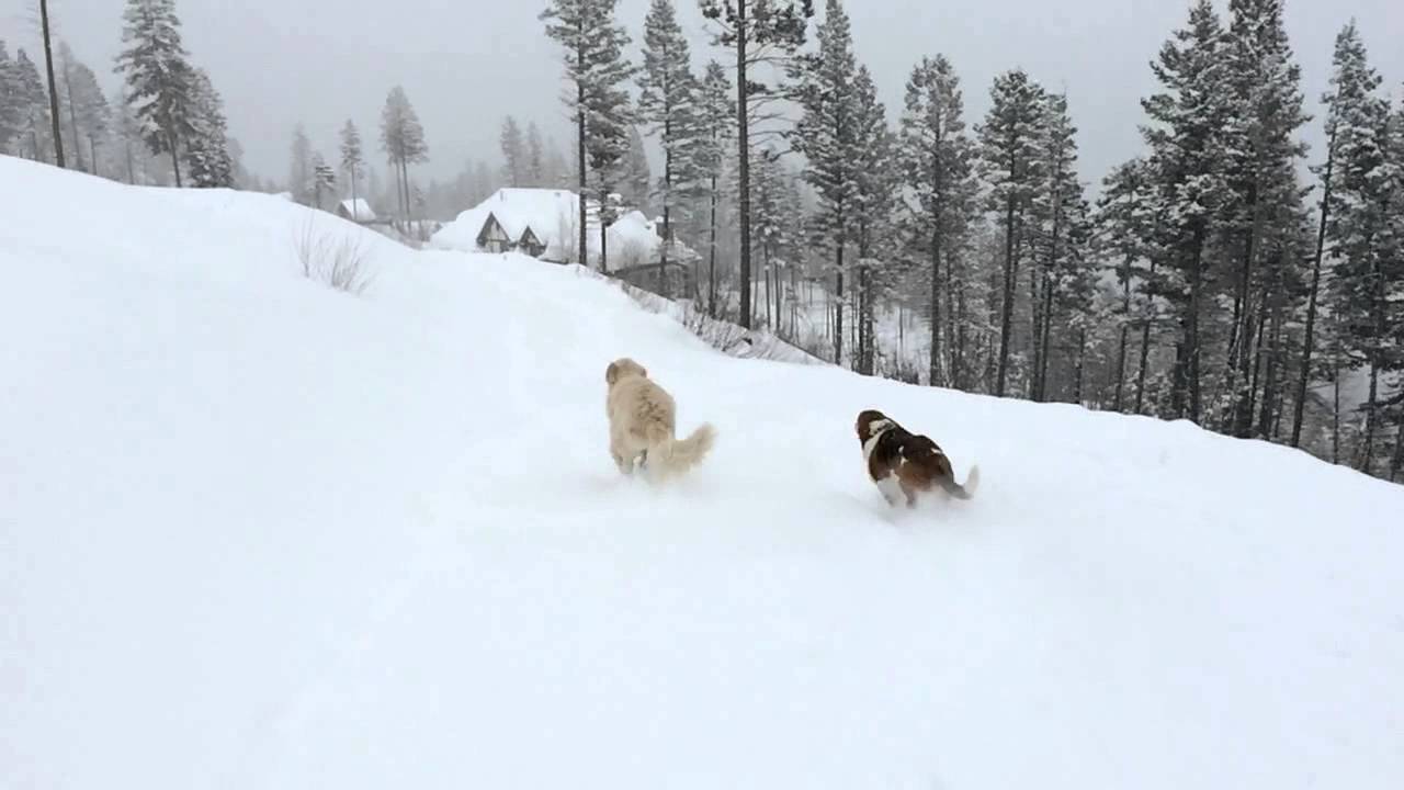 Every Dog Has Its Snow Day - YouTube