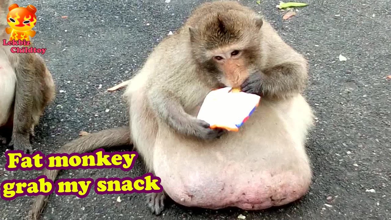 Fat monkey grab my snack - YouTube