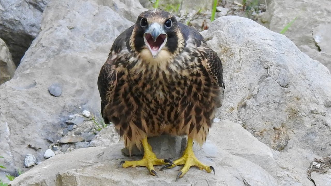 PEREGRINE FALCON FLEDGLING CLOSEUP SCREAMING FOR MOM - YouTube