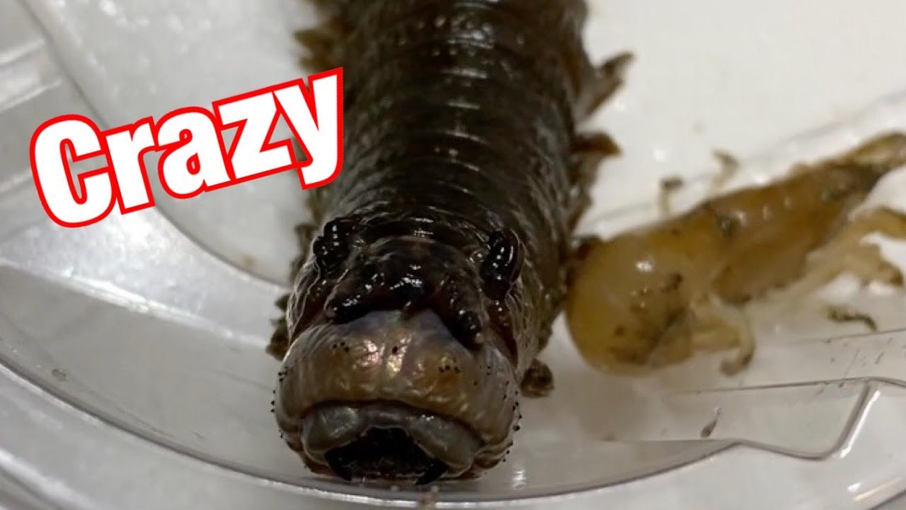 crazy worm - YouTube