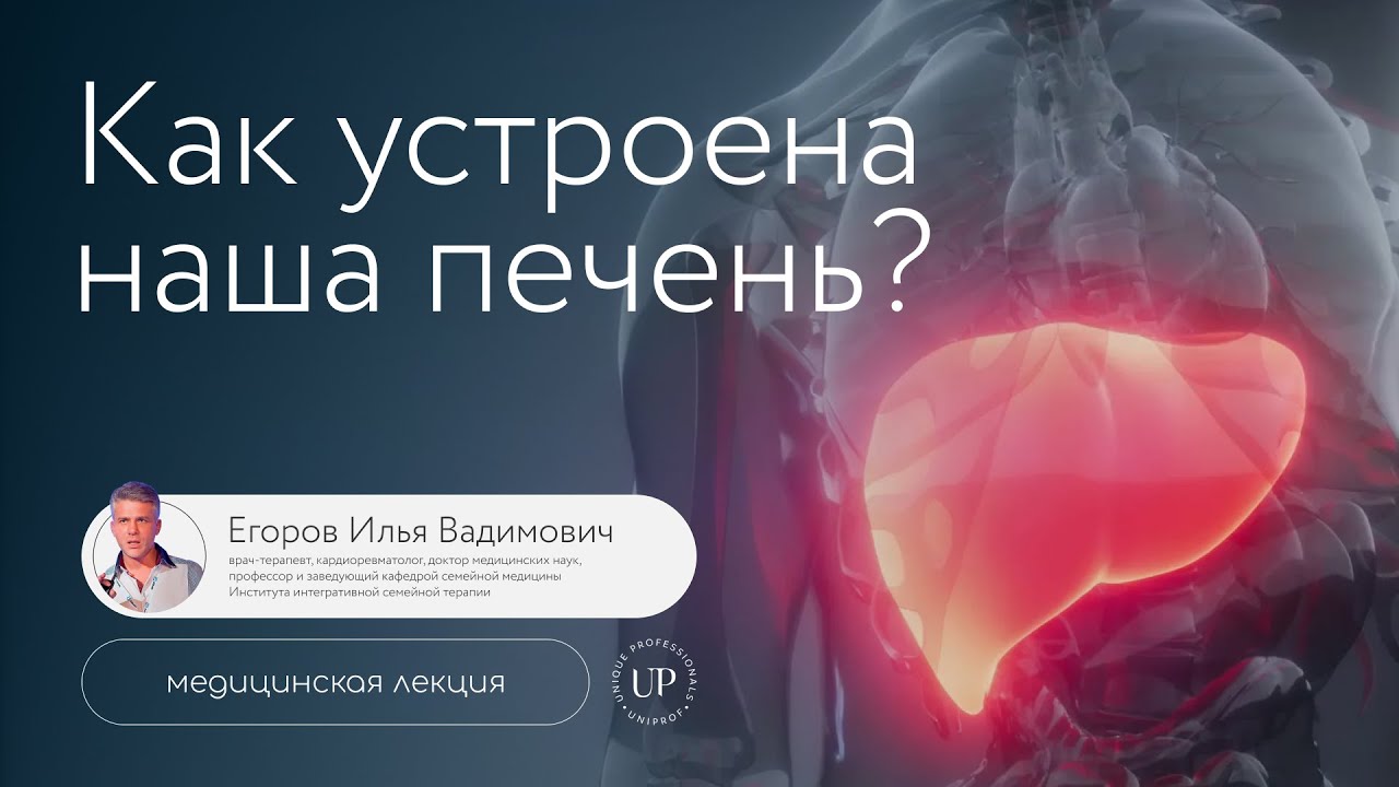 Как устроена наша печень Егоров И В Академия врачей Uniprof Youtube
