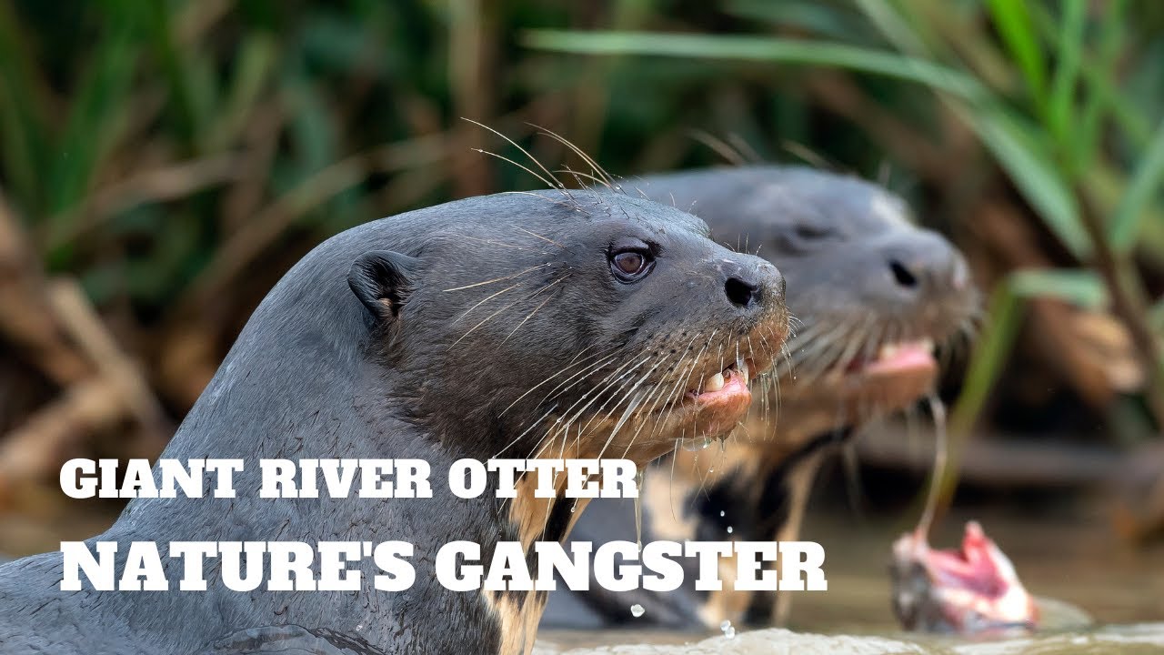 Giant River Otter | Nature's Gangster - YouTube