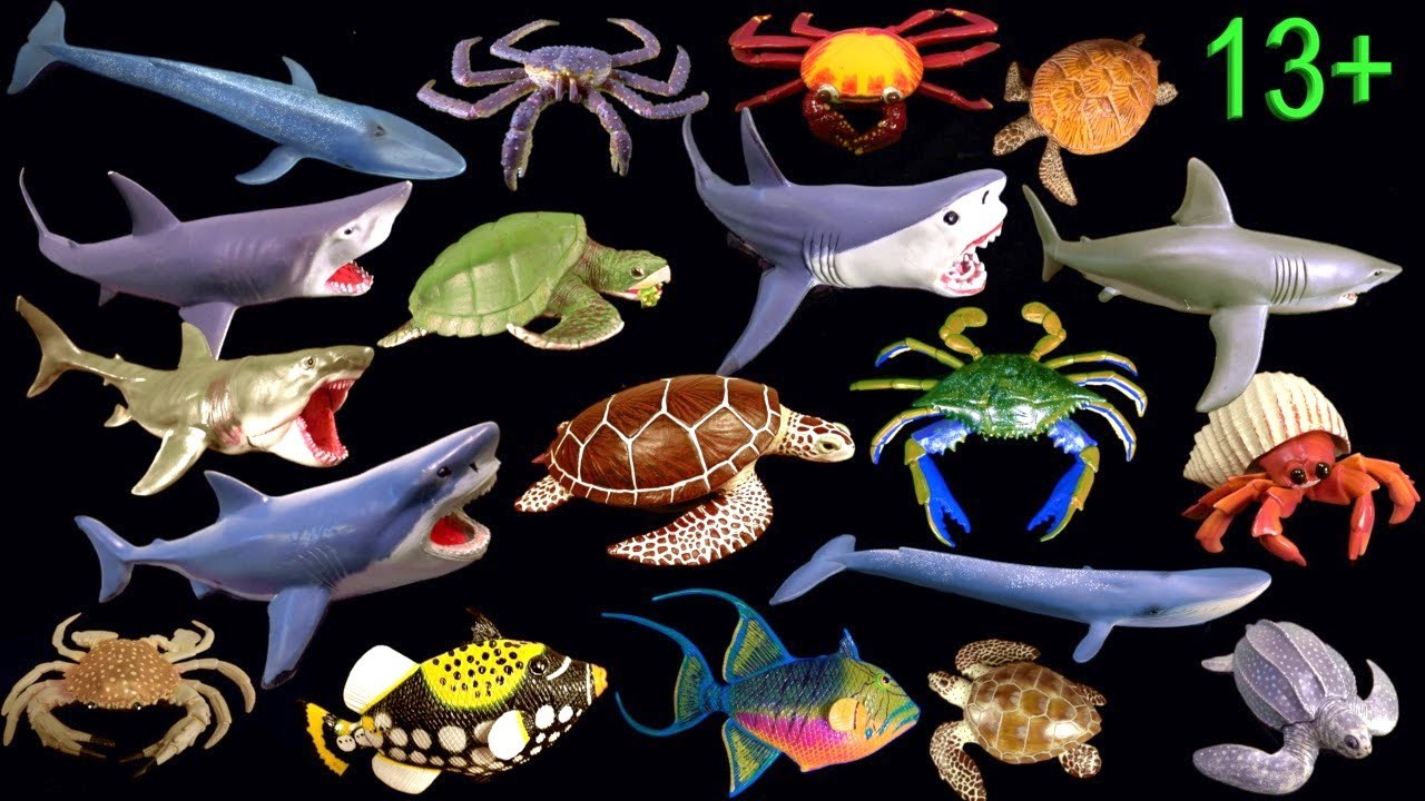 Sea Animals - Shark Whale Fish Turtle Crab - Zoo Animals 13+ - YouTube