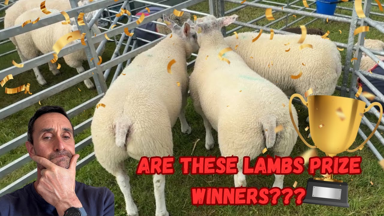 Are these lambs prize winners - YouTube