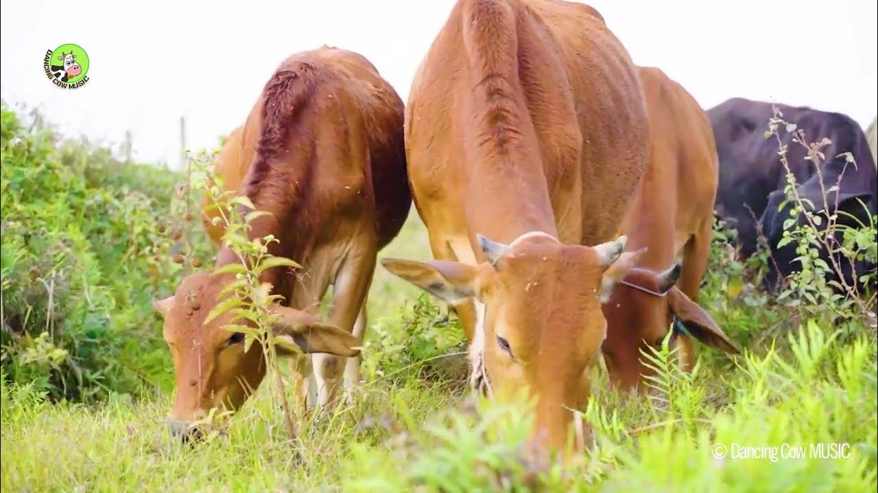 Con Bò PARODY Chế - Nhạc Con Bò Remix - Nhạc Chế Con Bò Vui Nhộn - YouTube