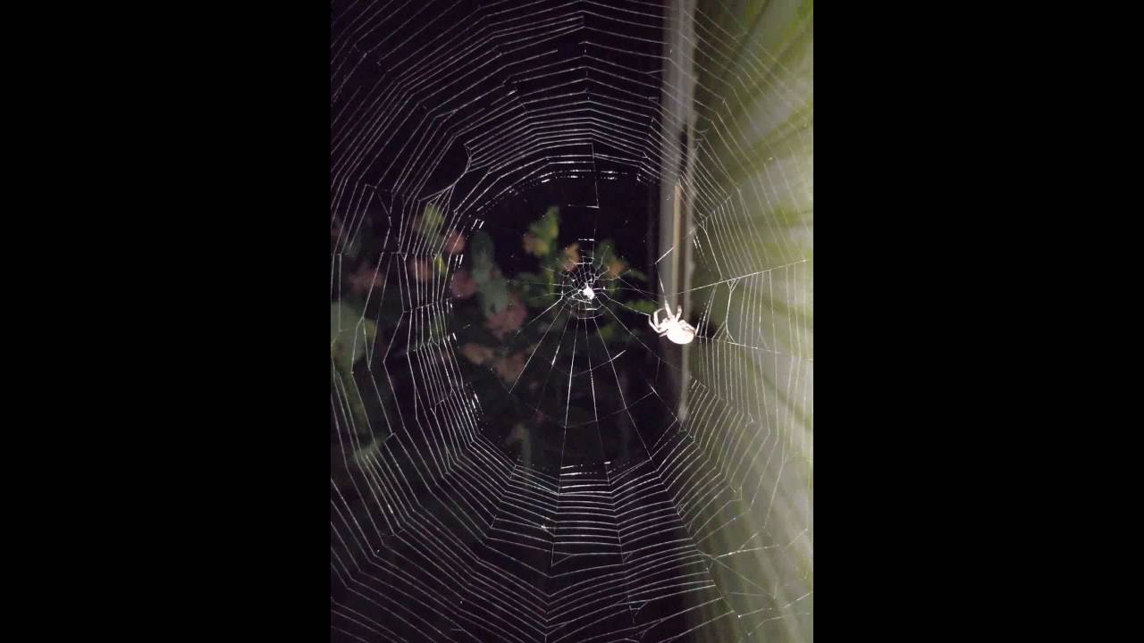 Spider Web Construction - Time Lapse - YouTube