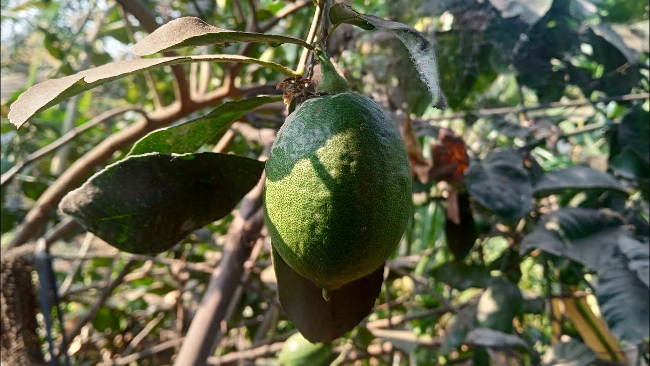 lemon farming in india | lemon tree | farming vinay - YouTube