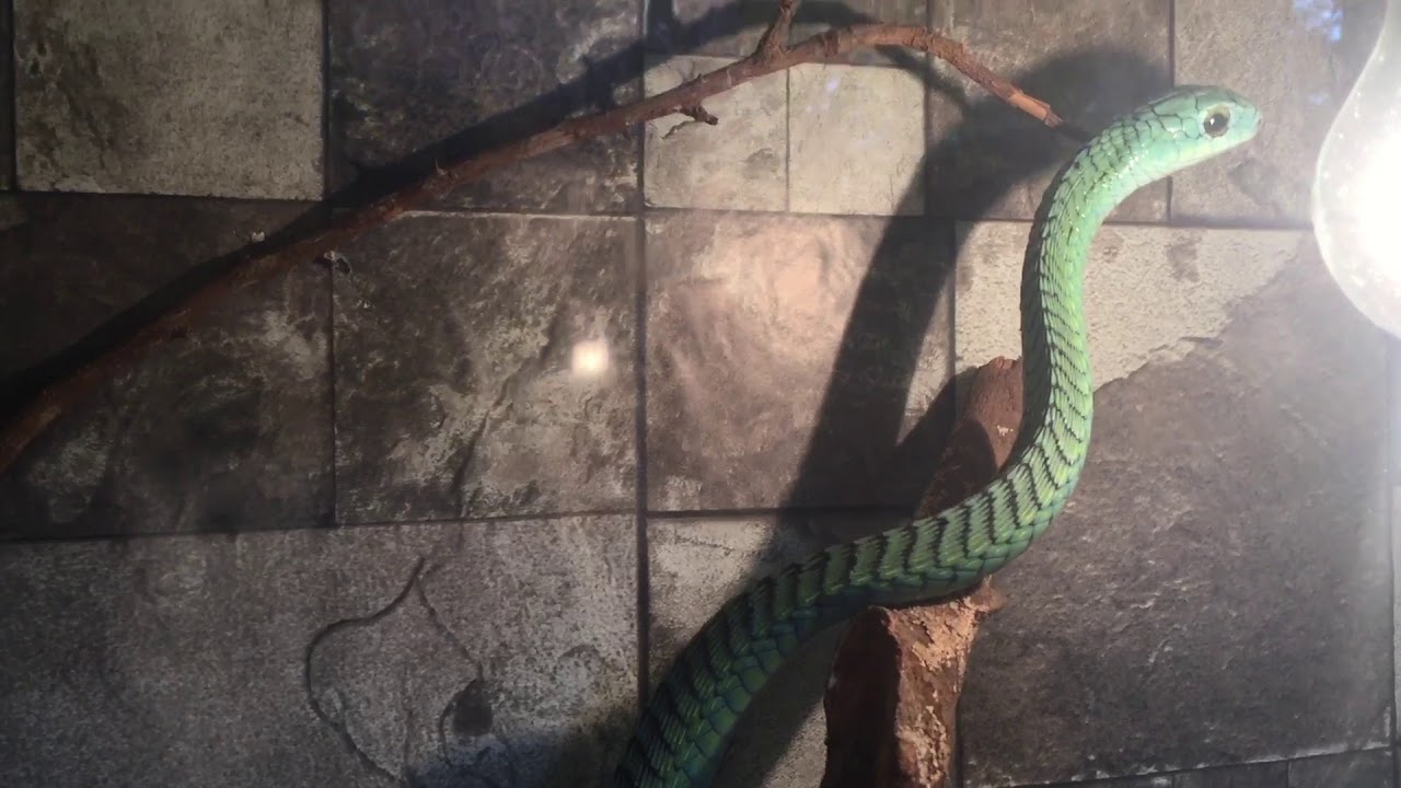 Boomslang Snake - YouTube