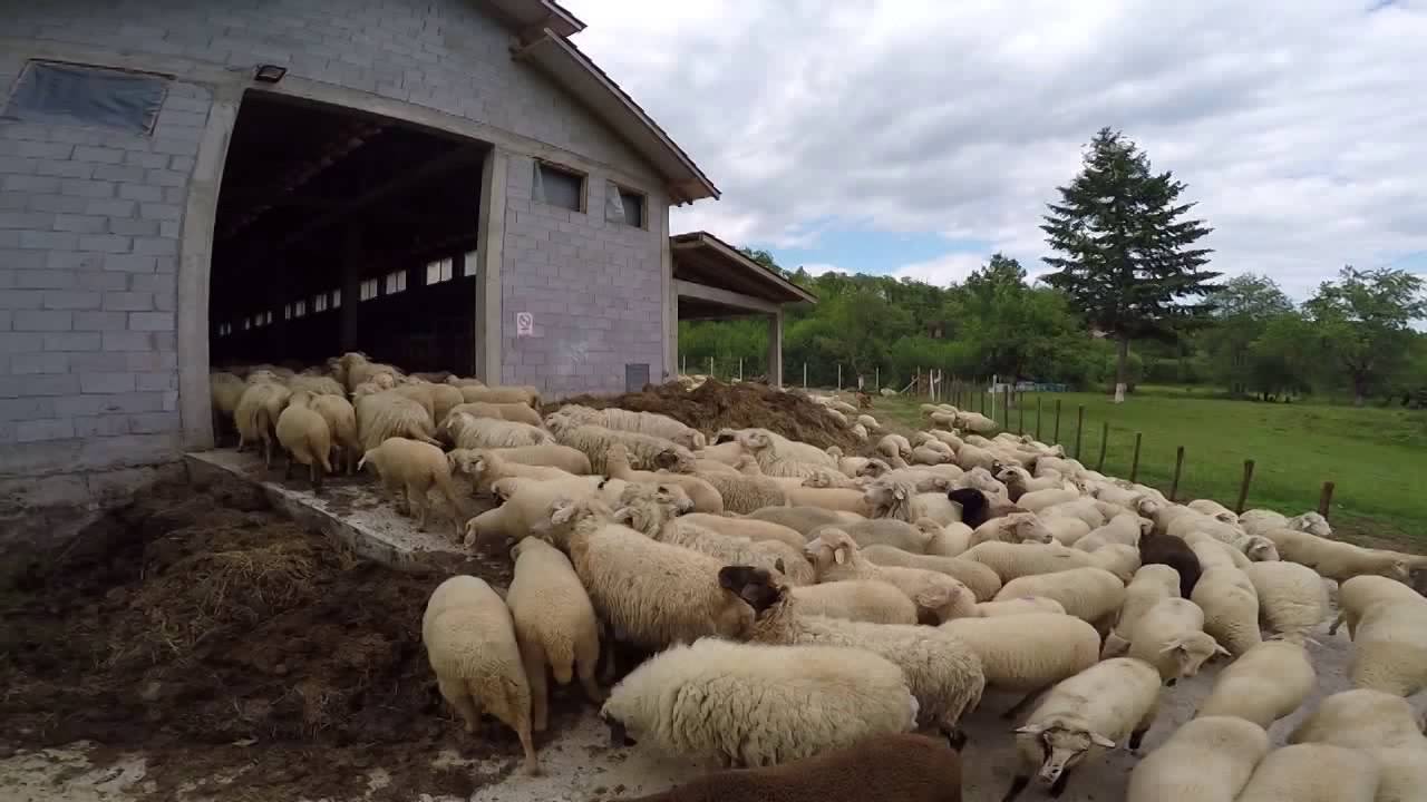 Ferma Bio Morine - YouTube