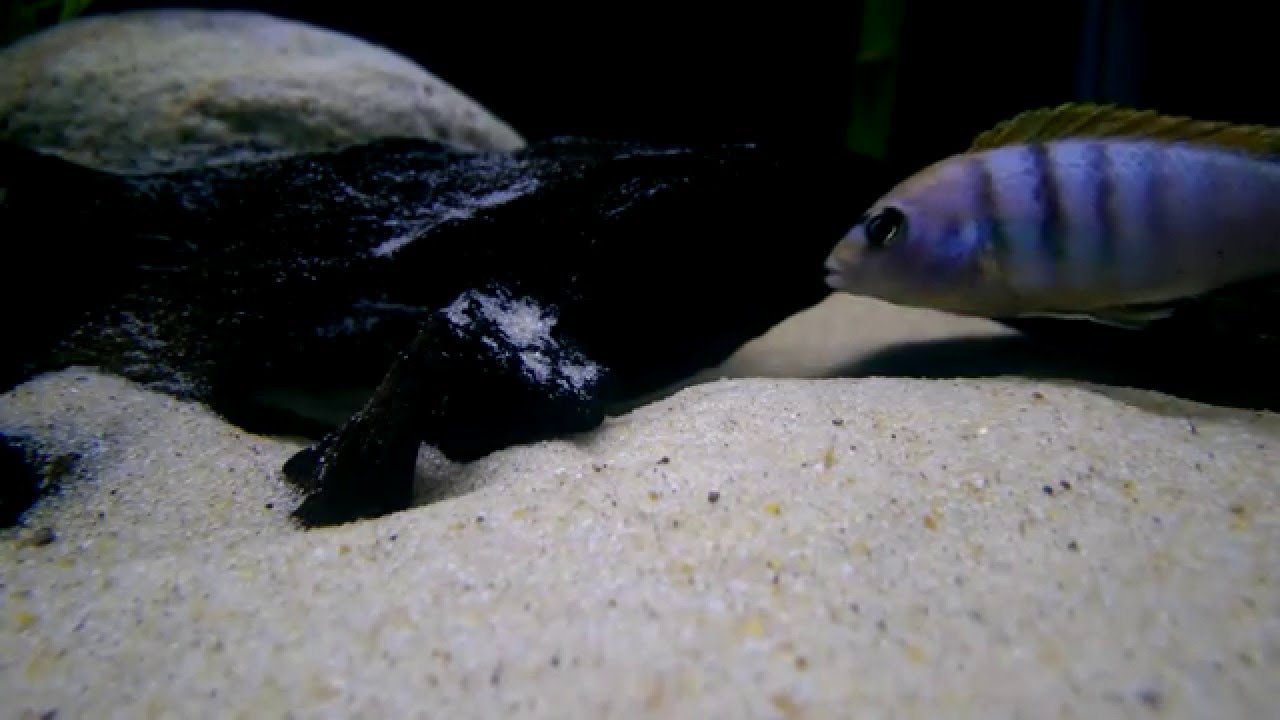 Red Top Hongi Cichlid - YouTube