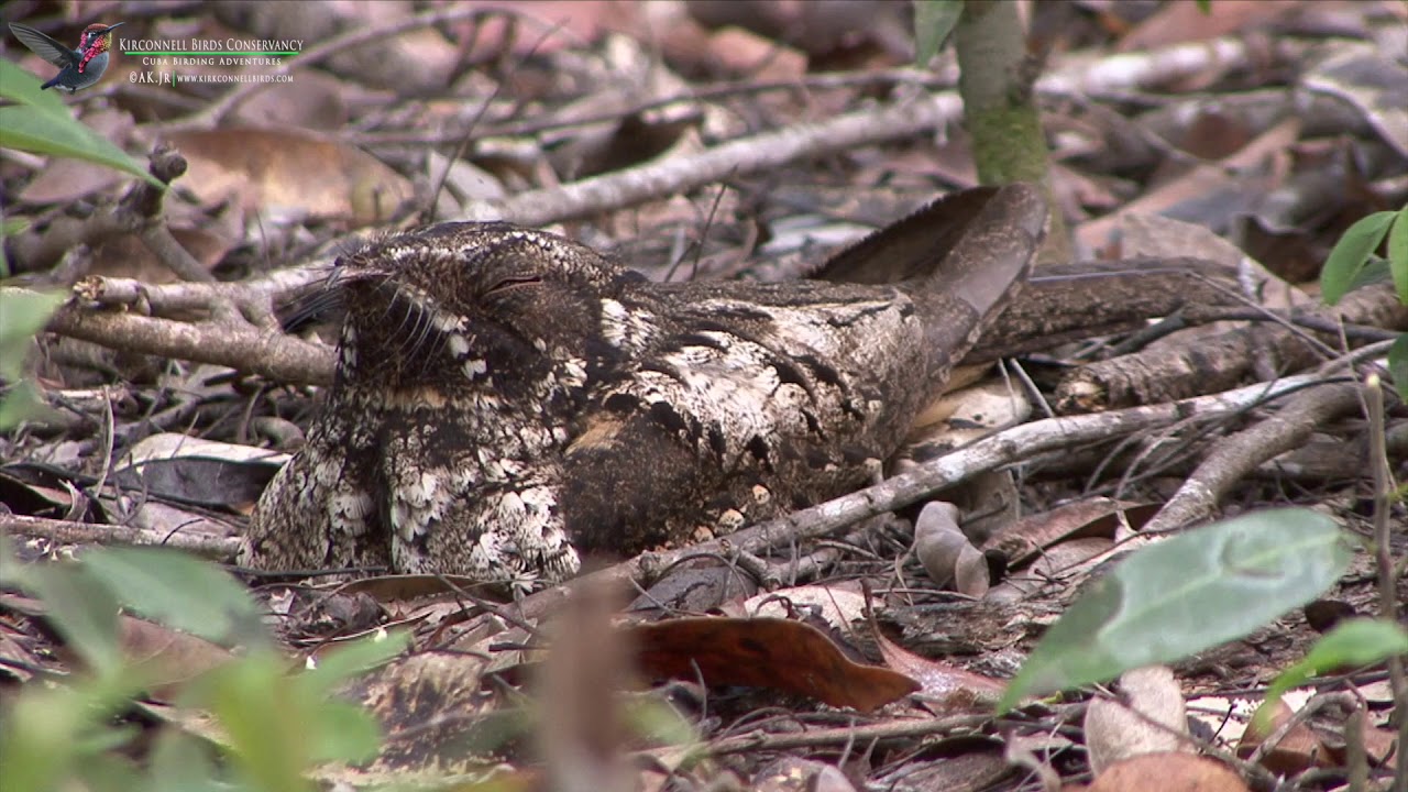 Cuban Nightjar - Laying on the ground - YouTube
