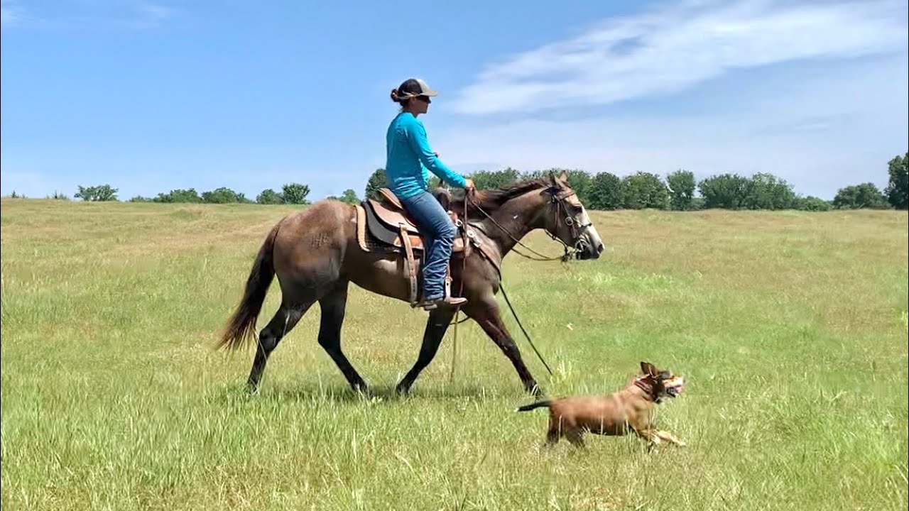 DH Miss Kate 2023 filly by Win Bully Shawnee - YouTube