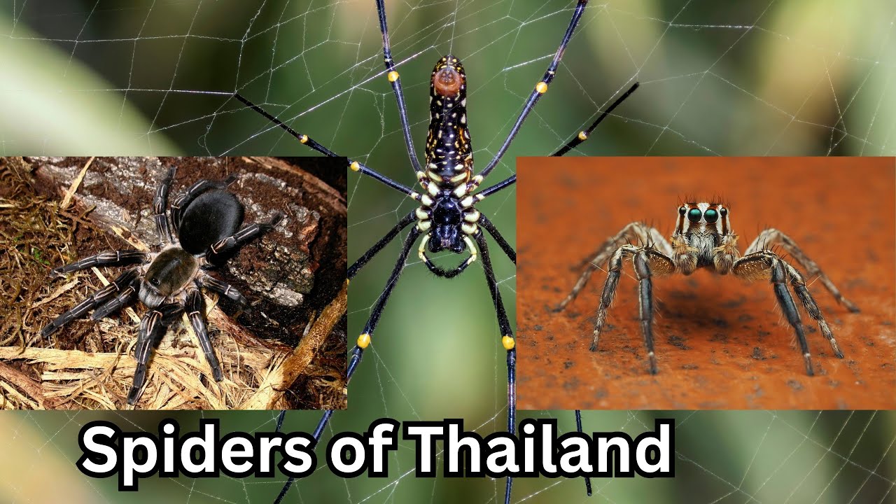 Huntsman Spider Thailand Krabi Spider Tour? (Tarantulas, Huntsman, And