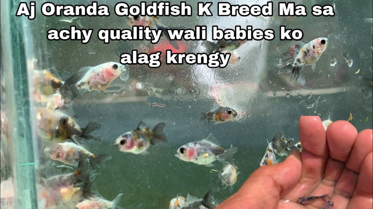how to select Goldfish Babie | selecting best quality goldfish babies ...