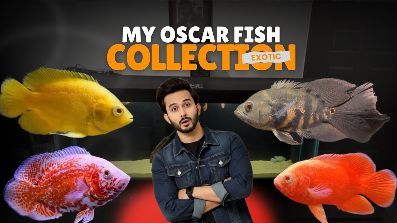 My Exotic Oscar Fish Collection - Imran’s World - YouTube