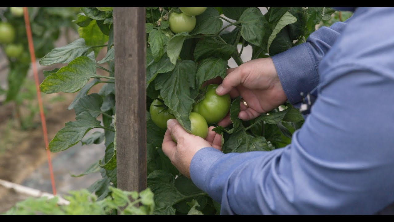 LOUISIANA CROP TALK - Rome's Homegrown Tomatoes - YouTube