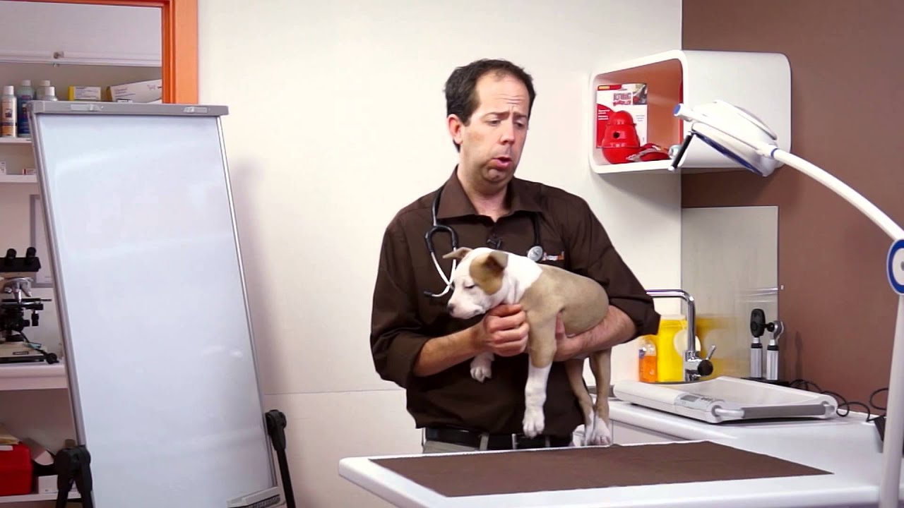 Dr Paws: Choosing the right bone for your pet - YouTube