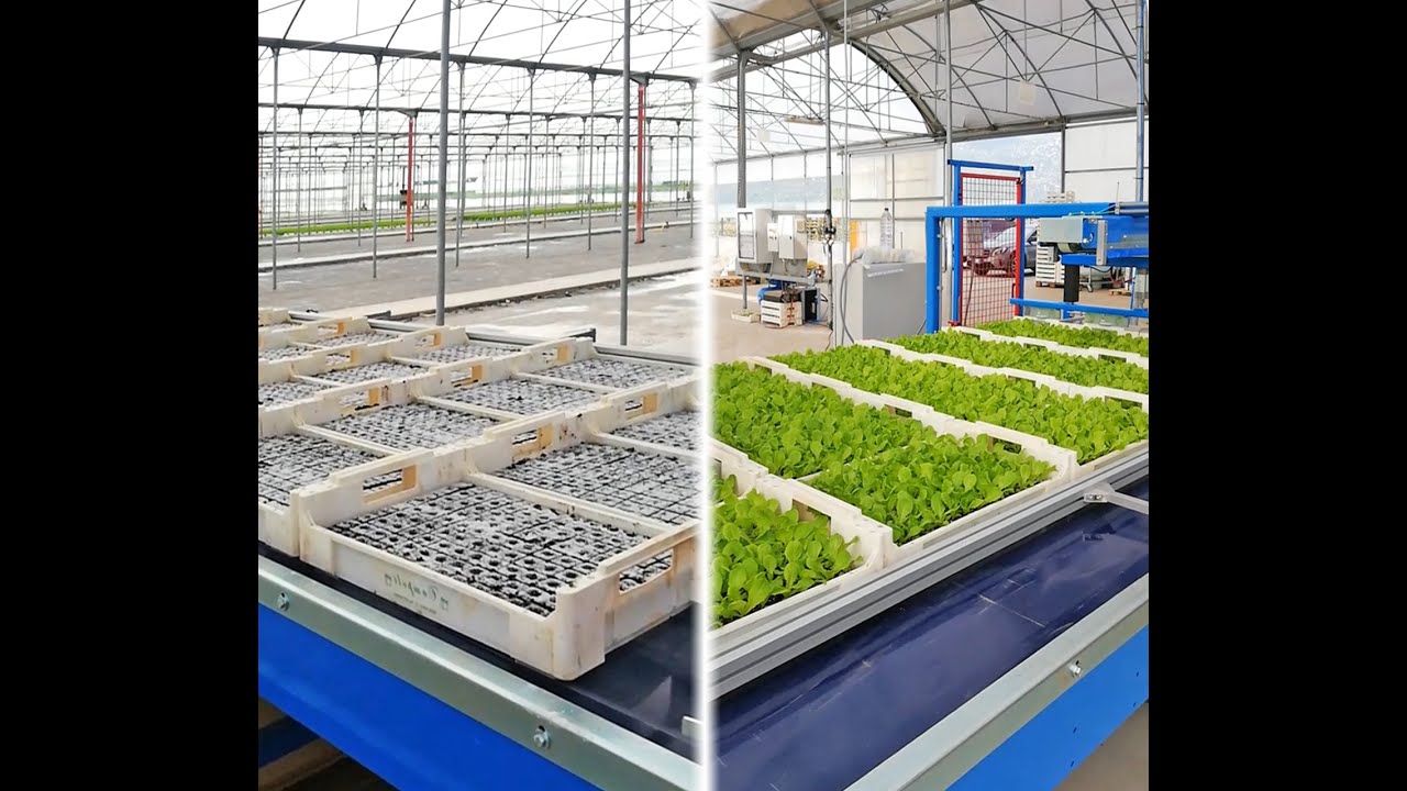 Blocking line / Salad crate buffer stacker & destacker - URBINATI Srl - YouTube