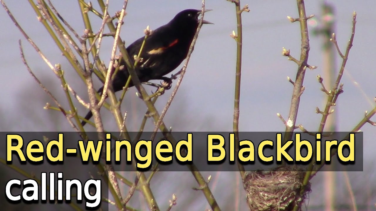 Red-winged Blackbird calling from small tree - YouTube