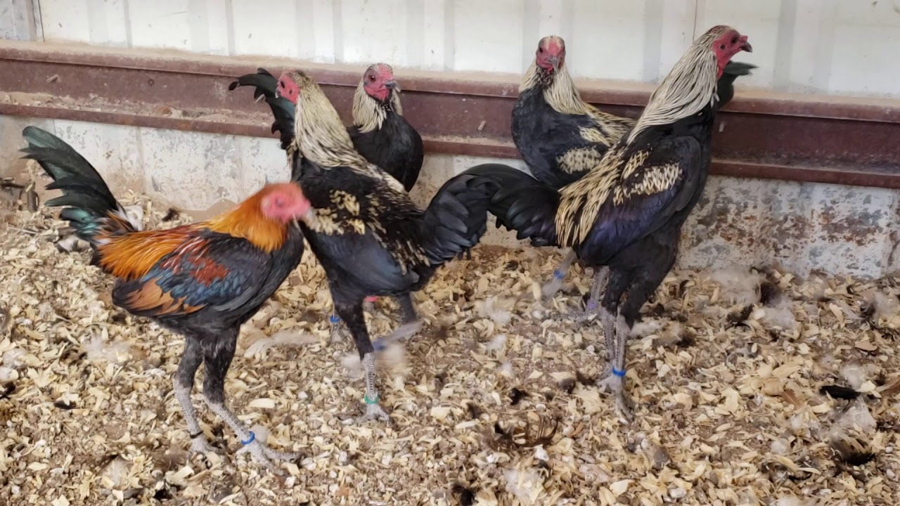 Modern Game Bantams (Sold) 11-12-2020 - YouTube