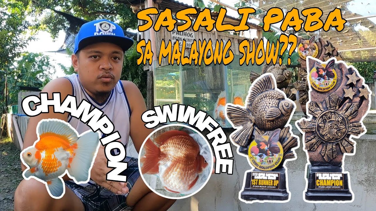 EP200. CHAMPION ANG LARGE NAMATAY ANG MEDIUM SASALI PABA SA MALAYO? | GOLDFISH ADVENTURE - YouTube