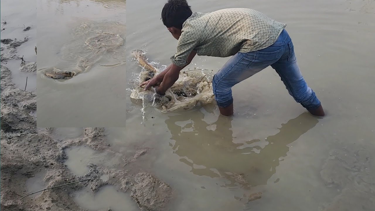 Catching Big Monster Fish || Bobari Fish #small_fish Big_fish - YouTube